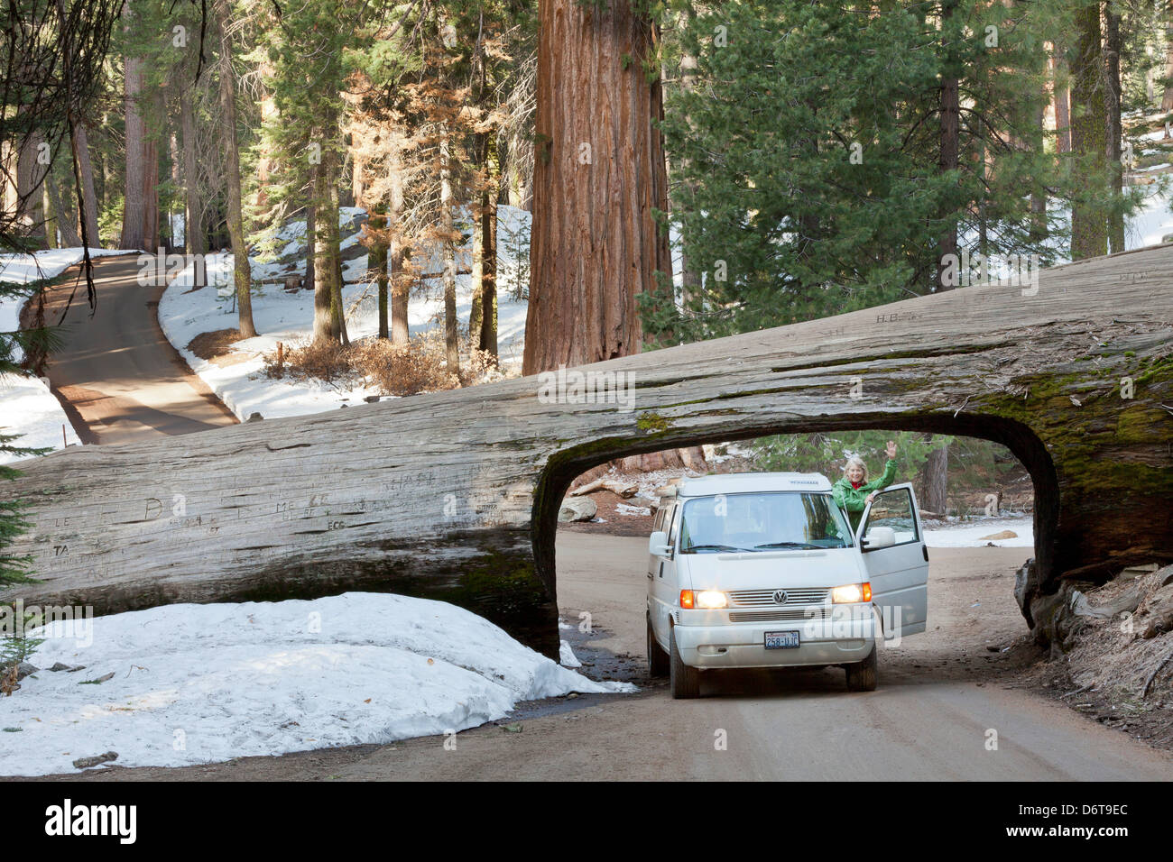 Car driving through sequoia hi-res stock photography and images - Alamy