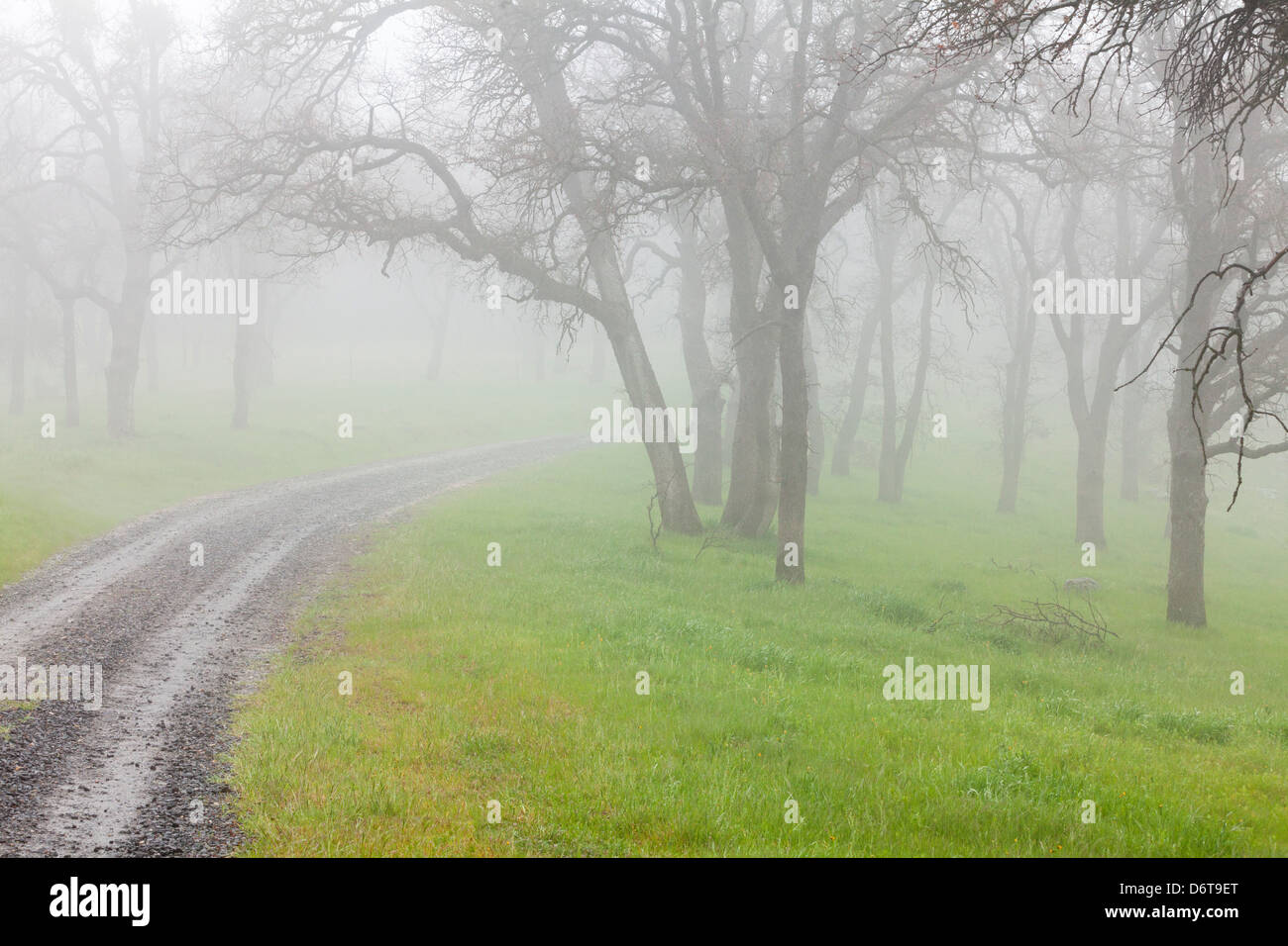 USA, California, Bullion Mountain, Mount Bullion, View of Oak Trees in ...