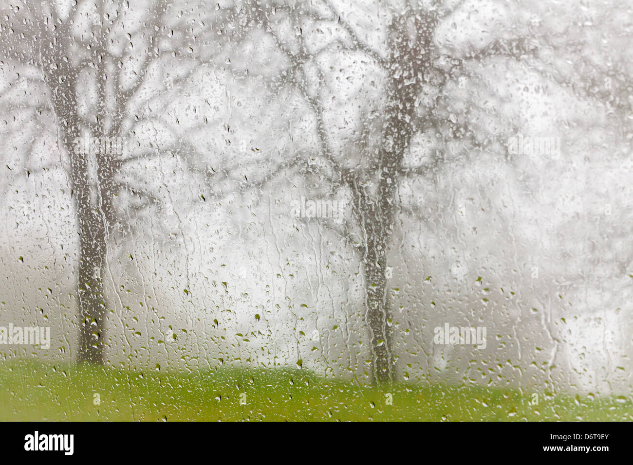 USA, California, Bullion Mountain, Mount Bullion, Oak Trees in FogRain ...