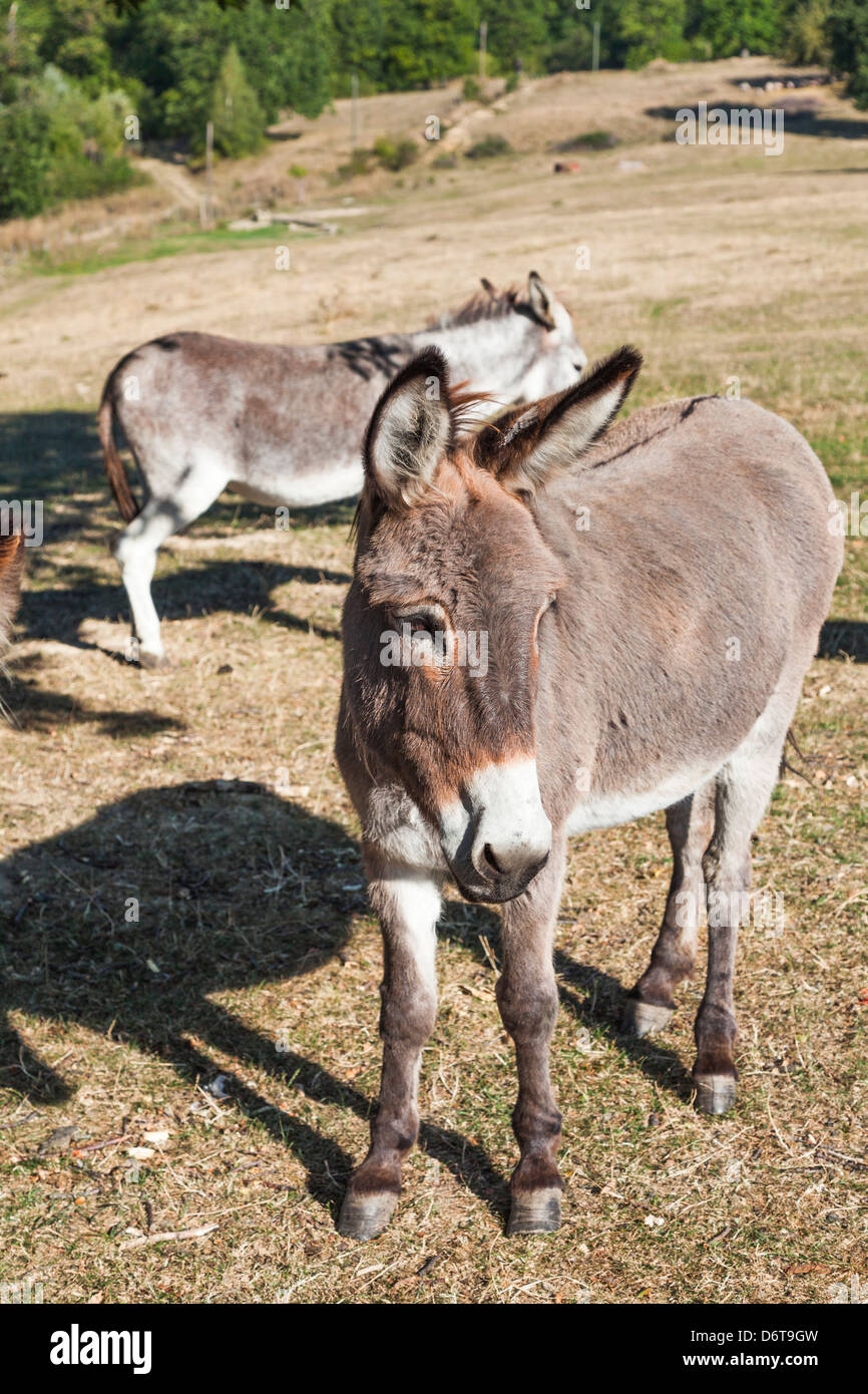 Donkeys, in Romania Stock Photo - Alamy