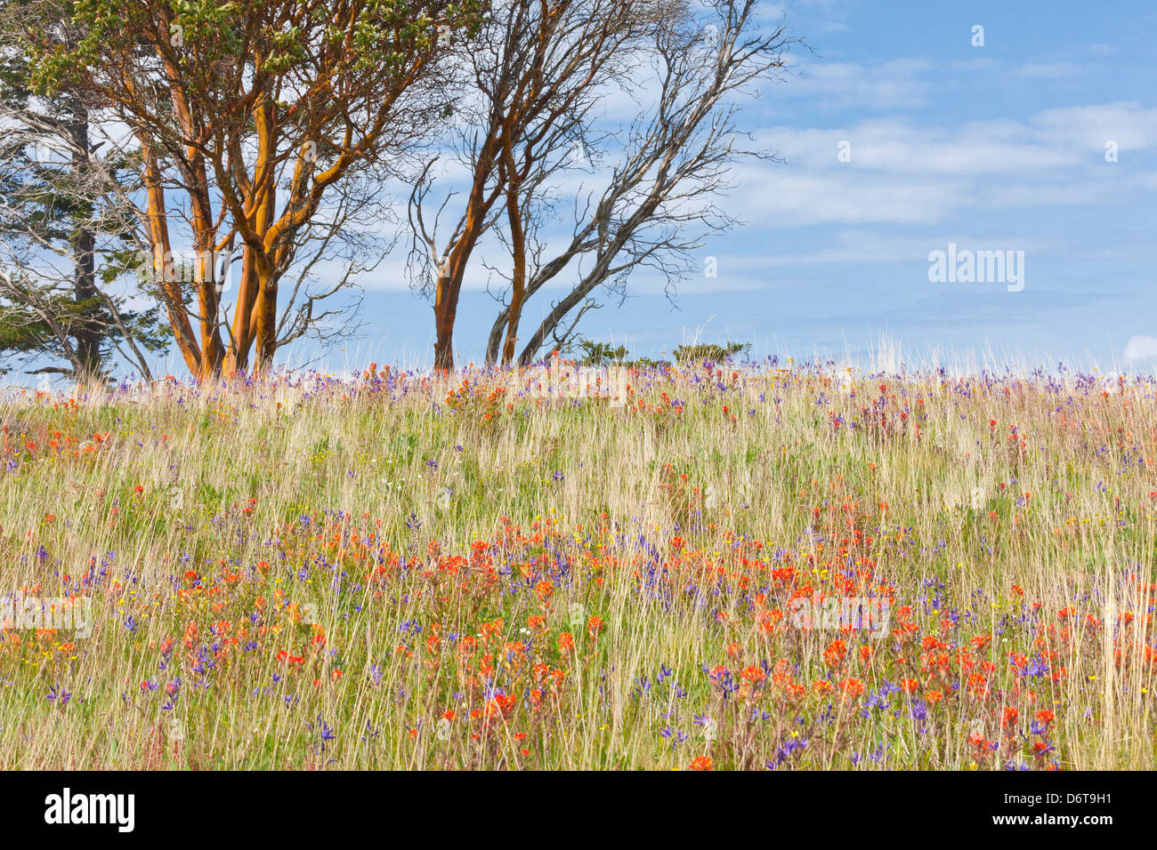 USA, Washington State, San Juan Islands, Yellow Island Nature ...
