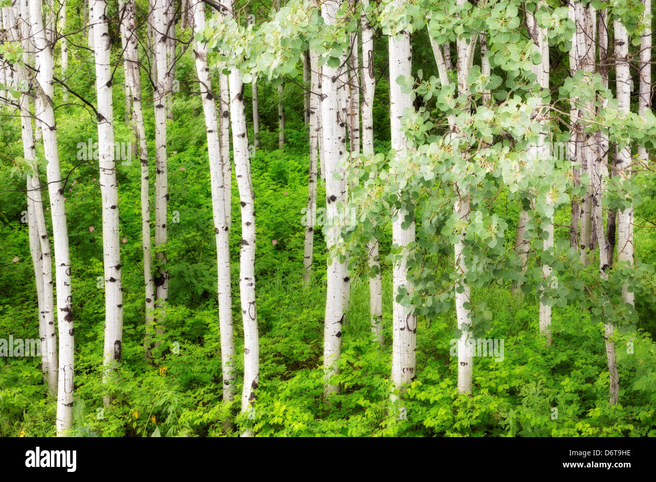 USA, Washington State, Aspen Trees near Leavenworth Stock Photo - Alamy