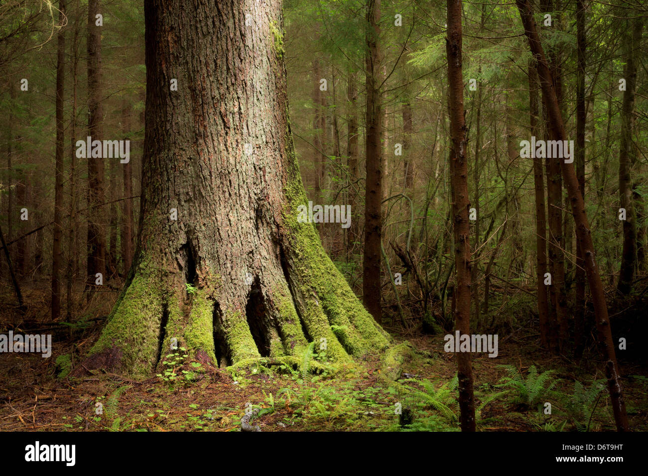 USA, Washington State, Big Sitka Spruce Tree, Near La Push Stock Photo ...