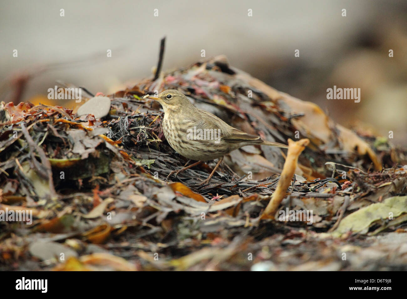 Maggots feeding hi-res stock photography and images - Alamy