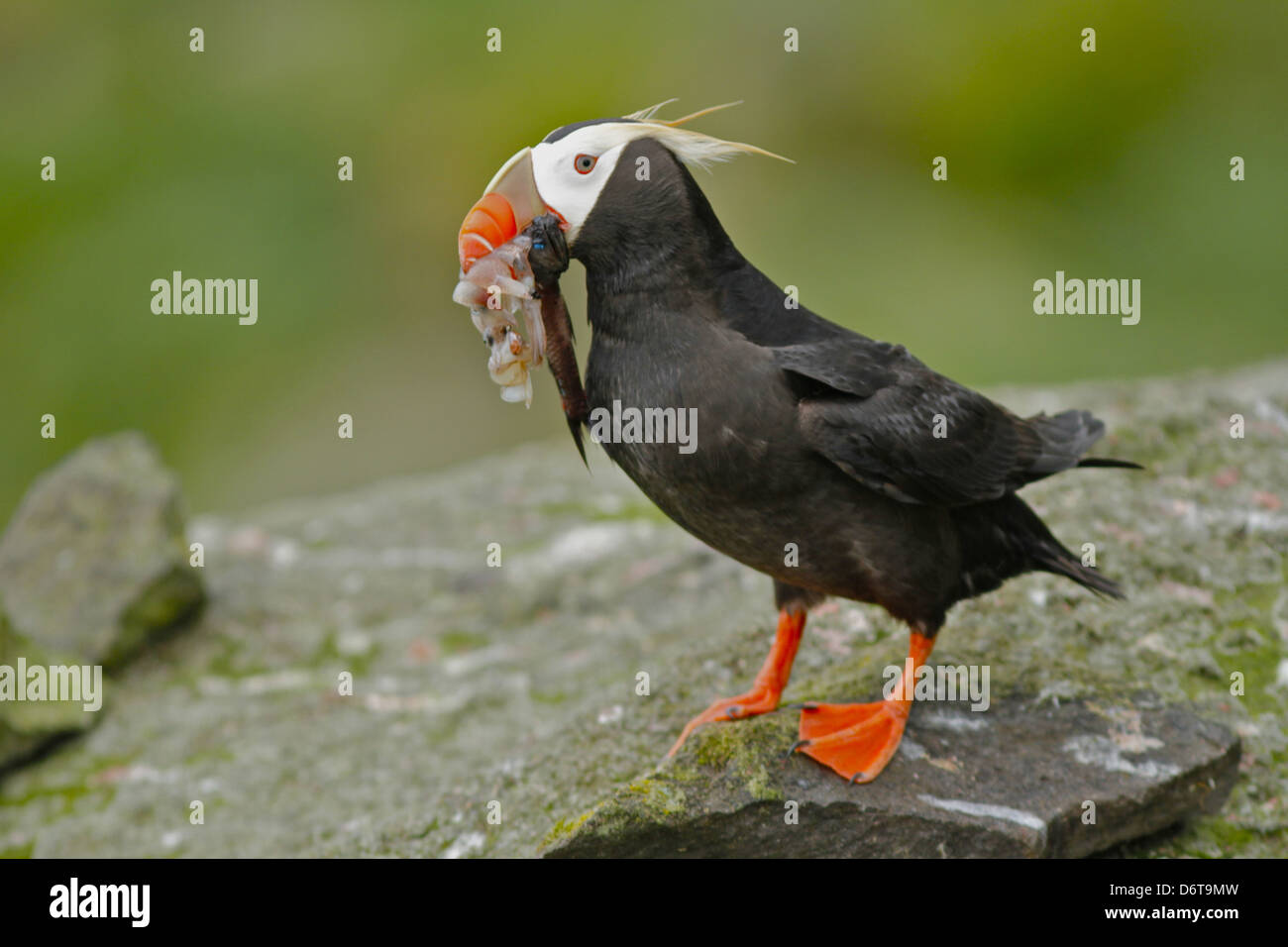Tufted Puffin Fratercula cirrhata adult breeding plumage squid fish in ...