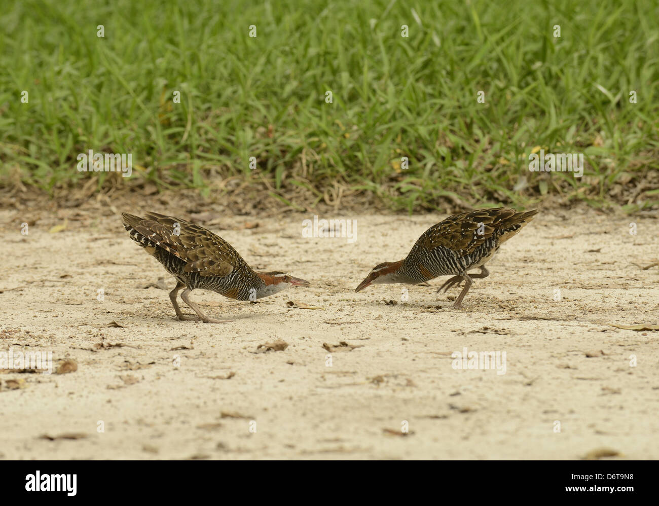 Banded rails hi-res stock photography and images - Alamy