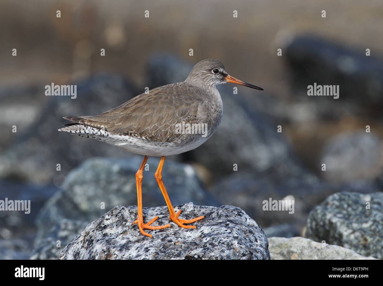 Redshanks on rocks hi-res stock photography and images - Alamy
