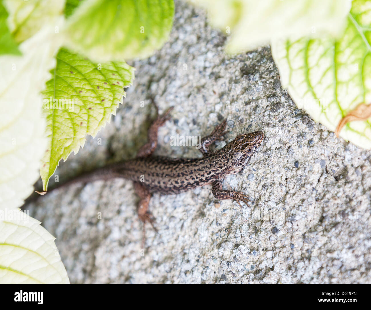 European Wall Lizard (Podarcis muralis Stock Photo - Alamy