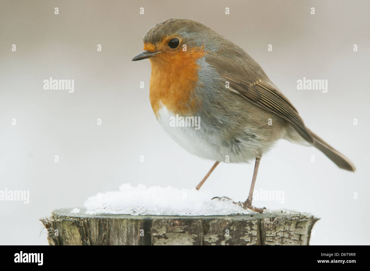 Fluffed up robin hi-res stock photography and images - Alamy