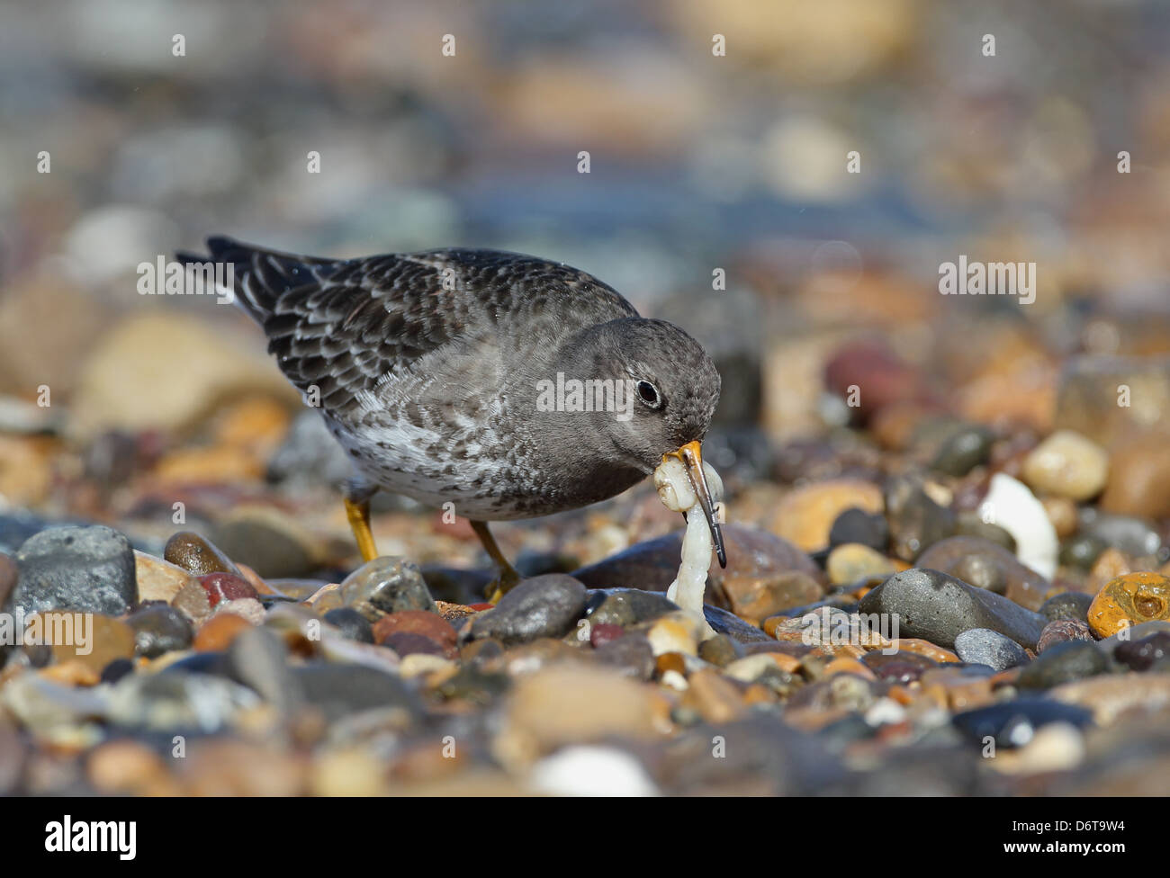 Razorshells High Resolution Stock Photography and Images - Alamy