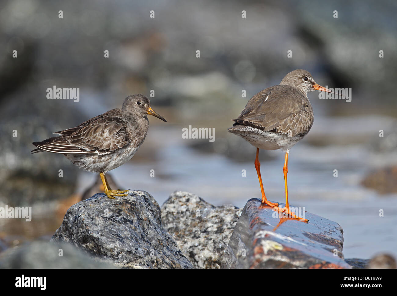 Purple Sandpiper Calidris maritima adult winter plumage Common Redshank ...