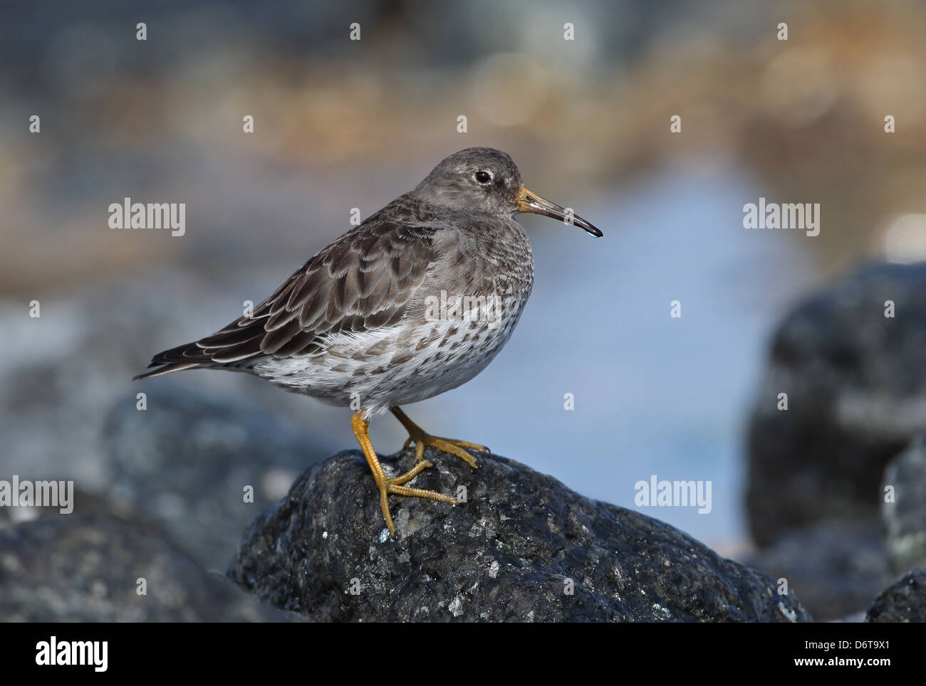 Purple Sandpiper Calidris maritima adult winter plumage standing on ...