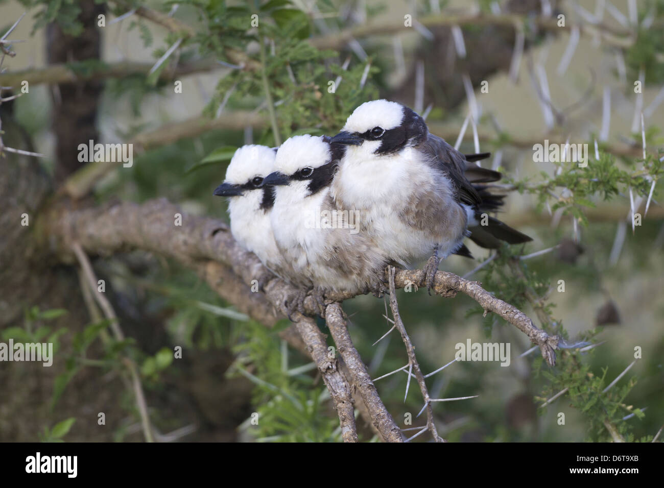 Northern White-crowned Shrike Eurocephalus rueppelli three adults ...