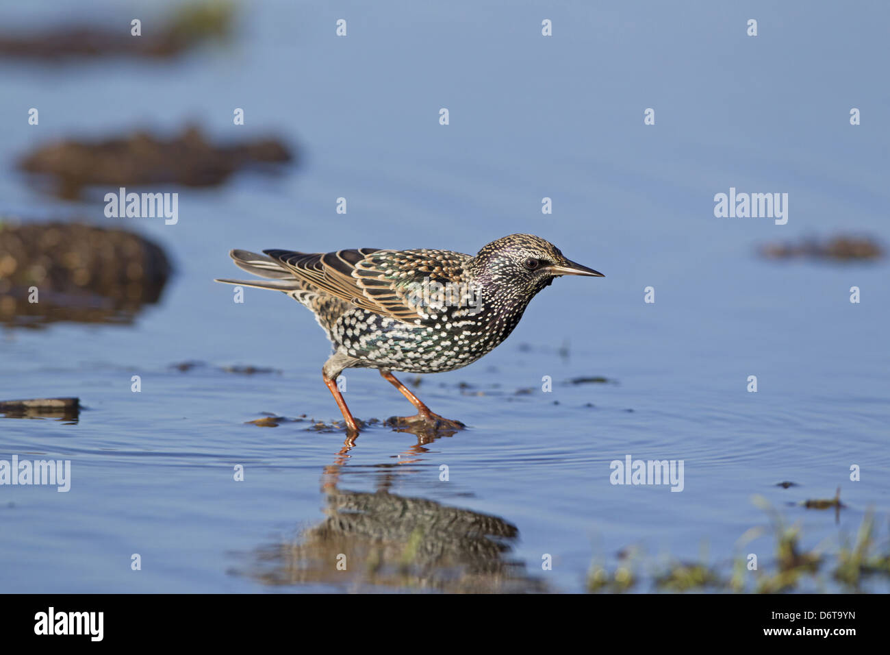 Common Starling (Sturnus vulgaris) adult, winter plumage, standing in ...
