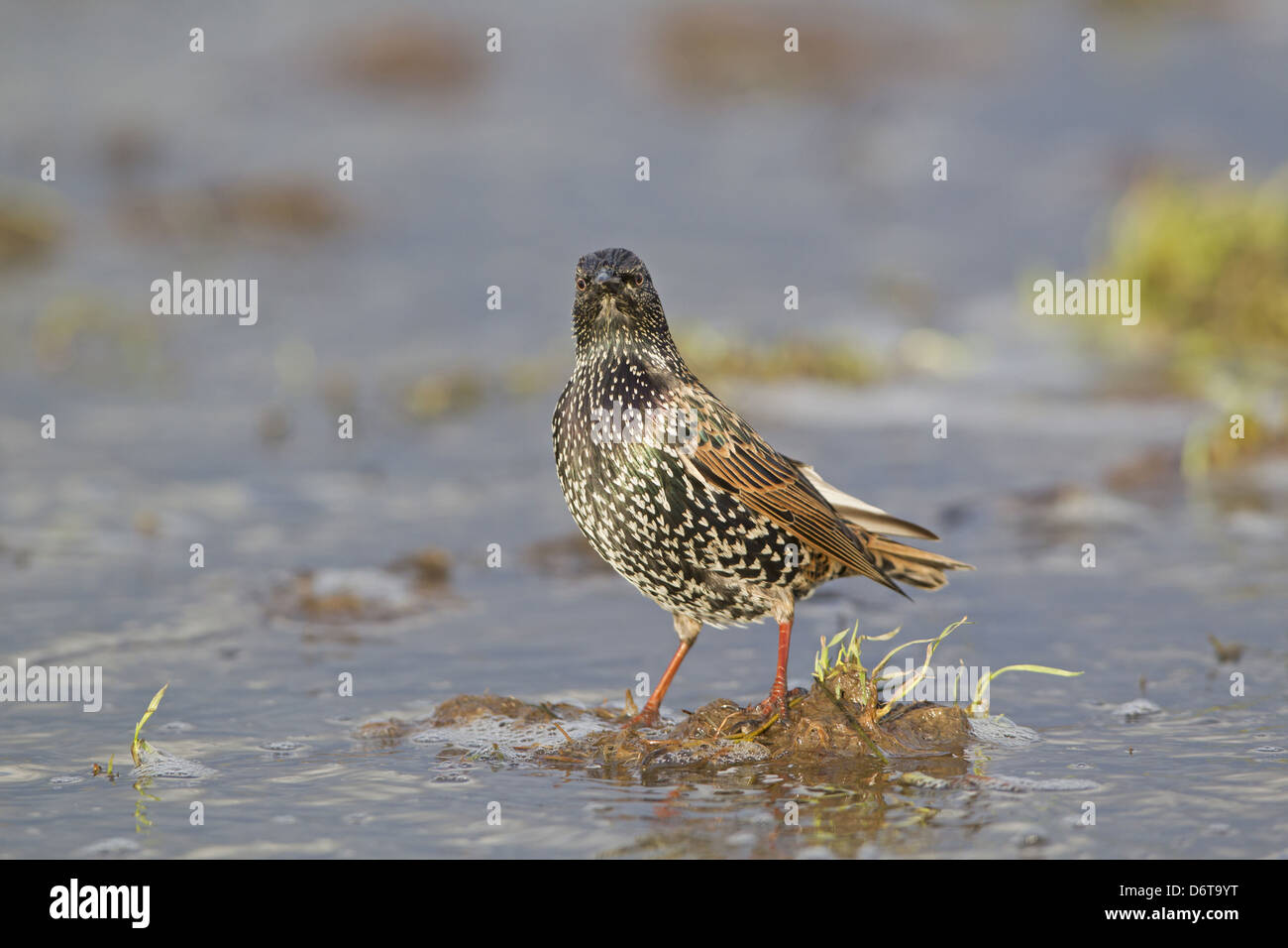 Common Starling (Sturnus vulgaris) adult, winter plumage, standing on ...