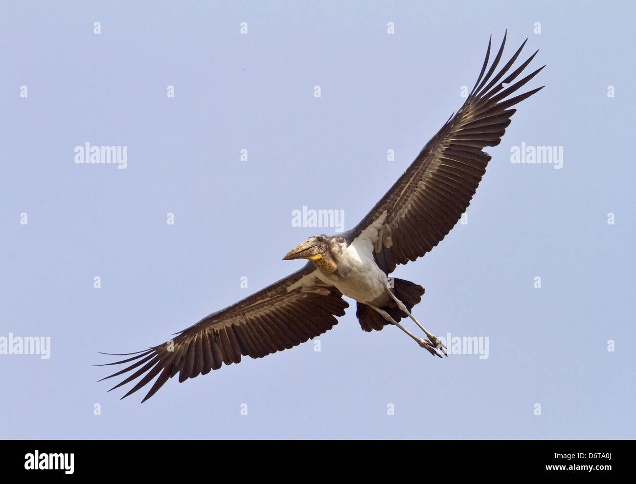 Greater adjutant stork leptoptilos dubius its hi-res stock photography ...