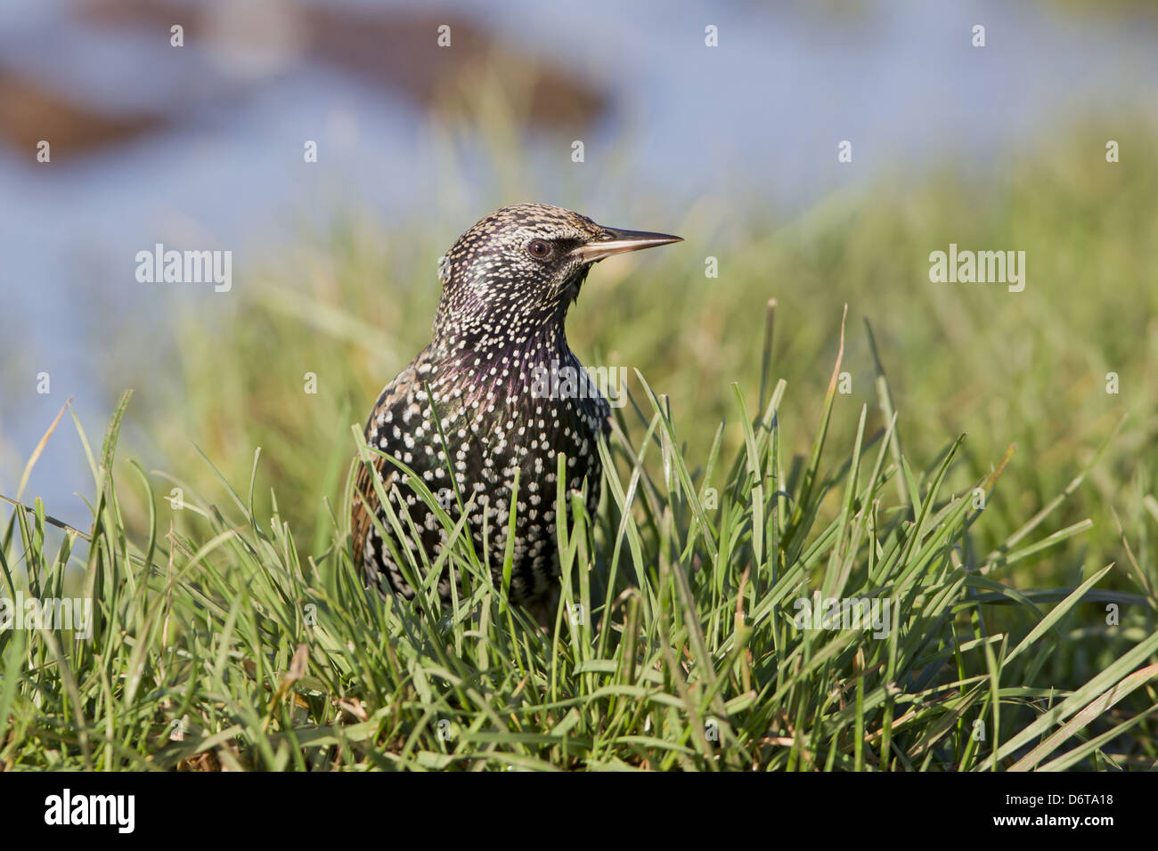 Common Starling (Sturnus vulgaris) adult, winter plumage, standing in ...
