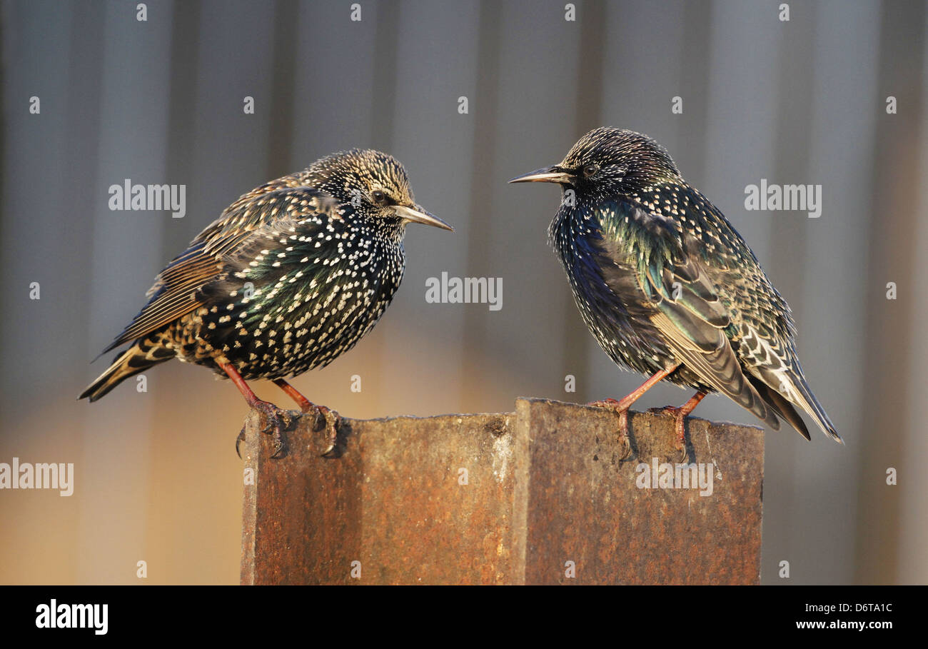 Two common starlings european starling hi-res stock photography and ...