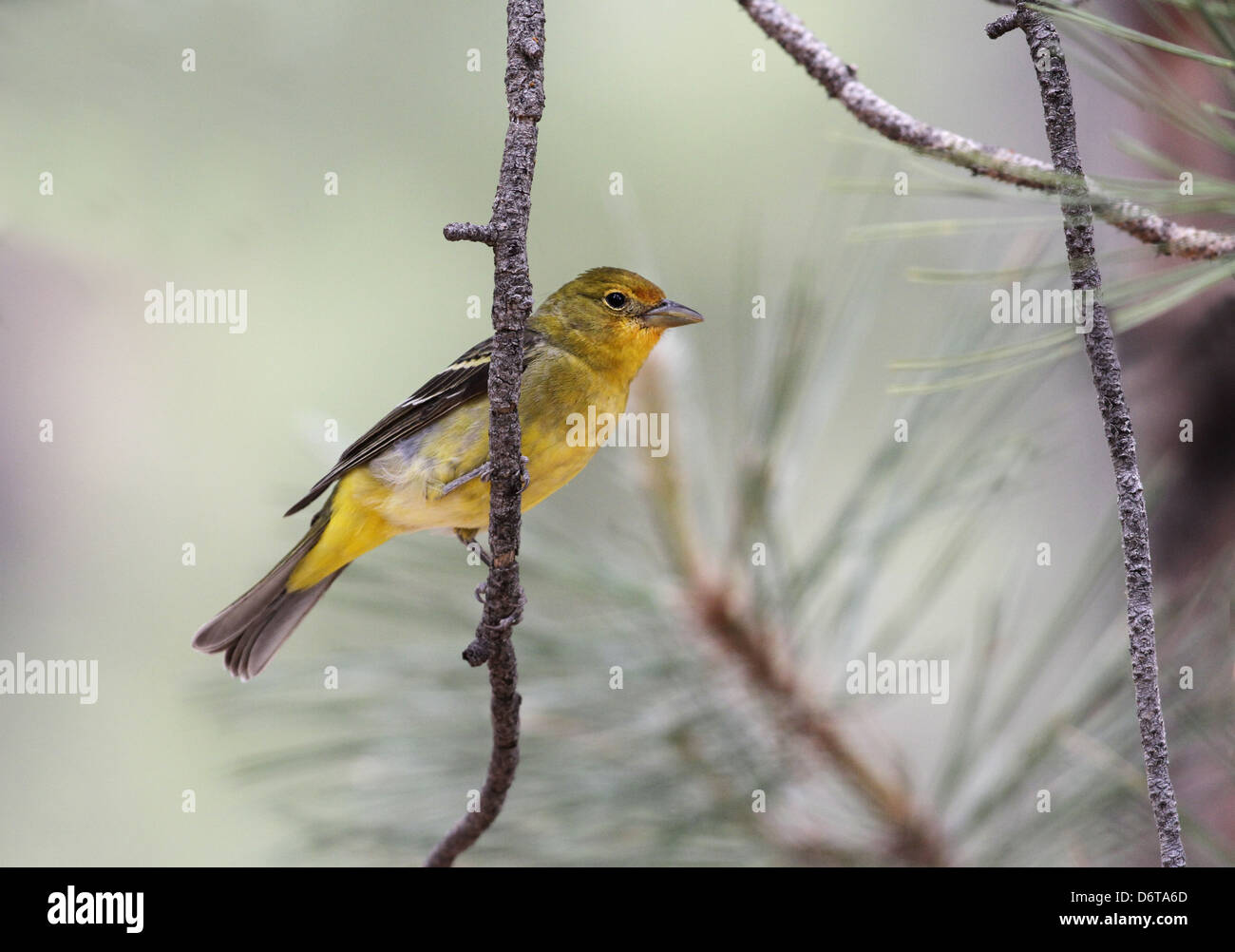 Western Tanager (Piranga ludoviciana) adult female, perched on twig ...