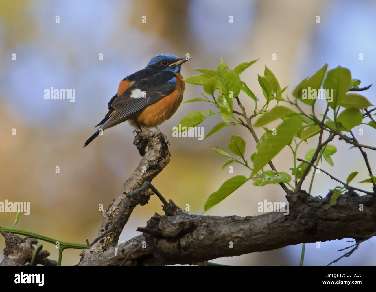 Blue-capped Rock Thrush (Monticola cinclorhynchus) adult male, perched ...
