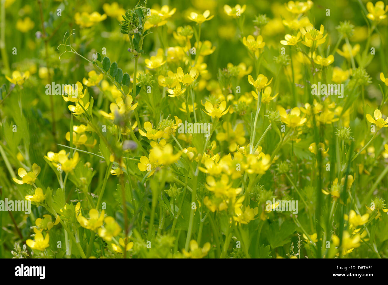 Small yellow wild flowers Stock Photo - Alamy