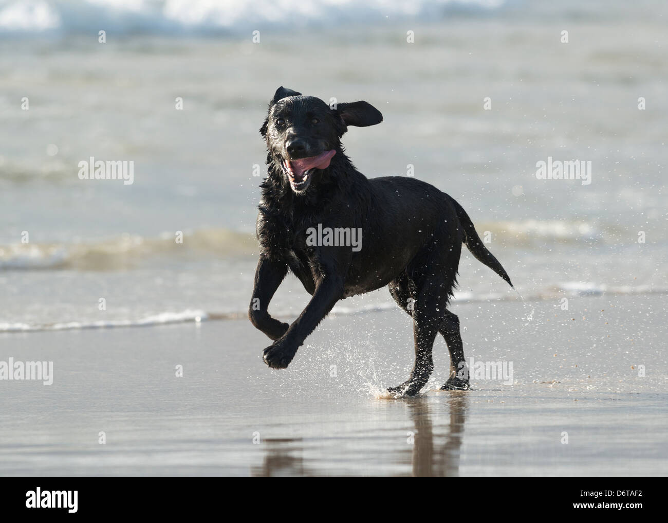Healthy labrador hi-res stock photography and images - Alamy