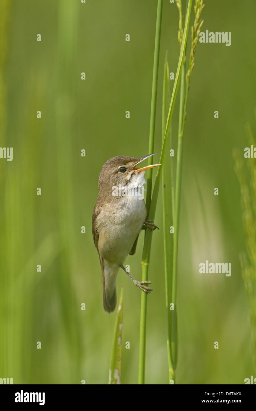 Eurasian Reed-warbler (Acrocephalus scirpaceus) adult male, singing ...