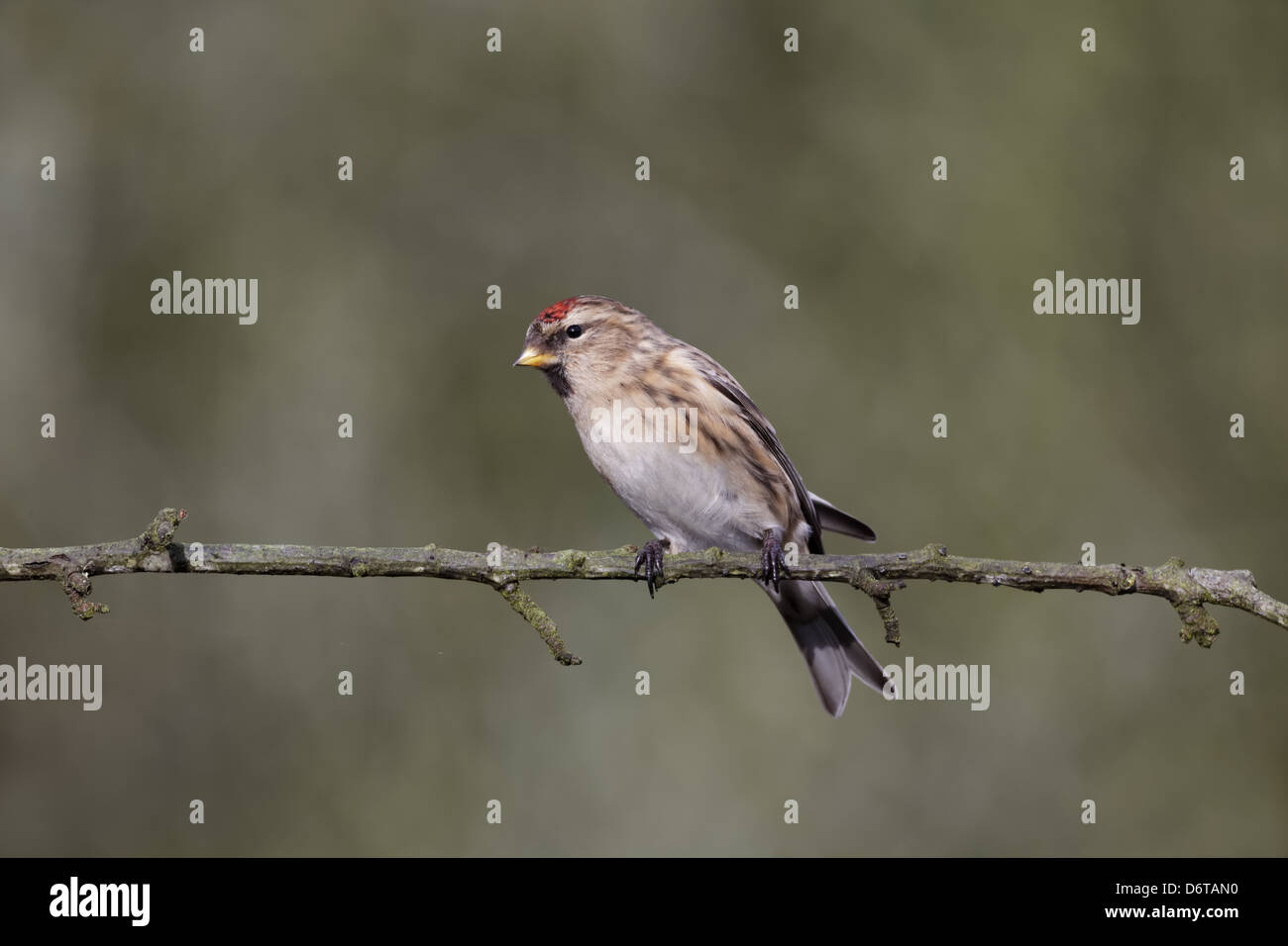 Lesser Redpoll (Carduelis cabaret) adult female / first winter plumage ...