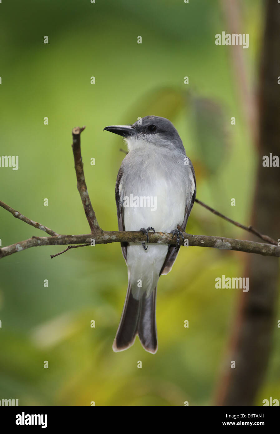 Grey Kingbird Tyrannus dominicensis vorax adult perched on twig Fond ...