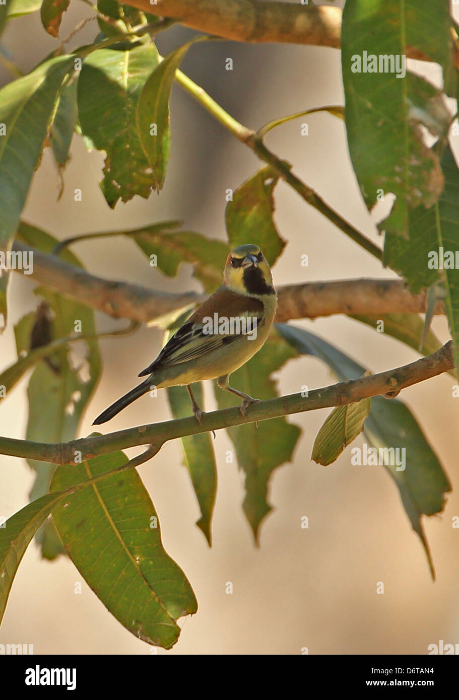 Plain backed hi-res stock photography and images - Alamy