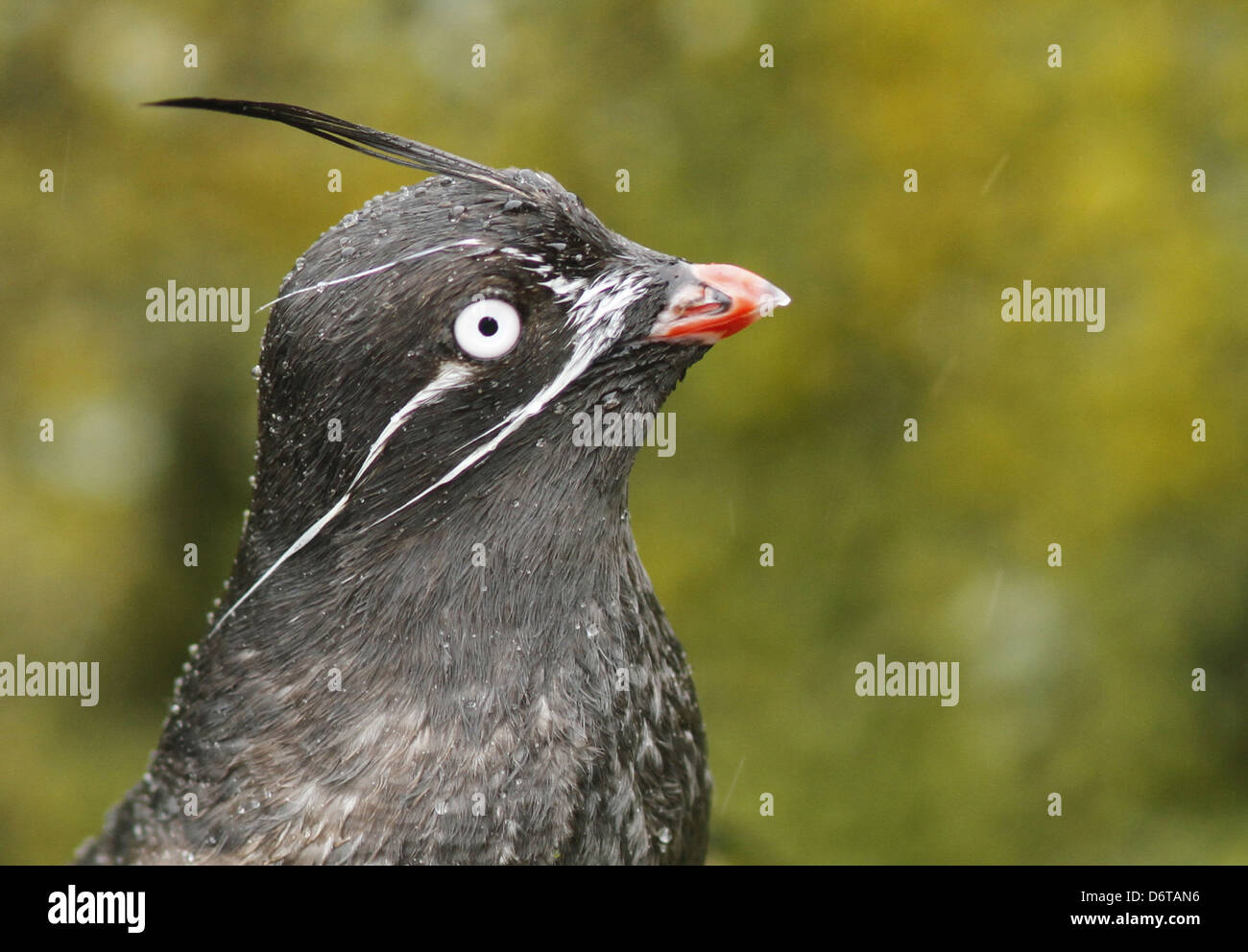 Whiskered Auklet Aethia pygmaea adult breeding plumage close-up head ...