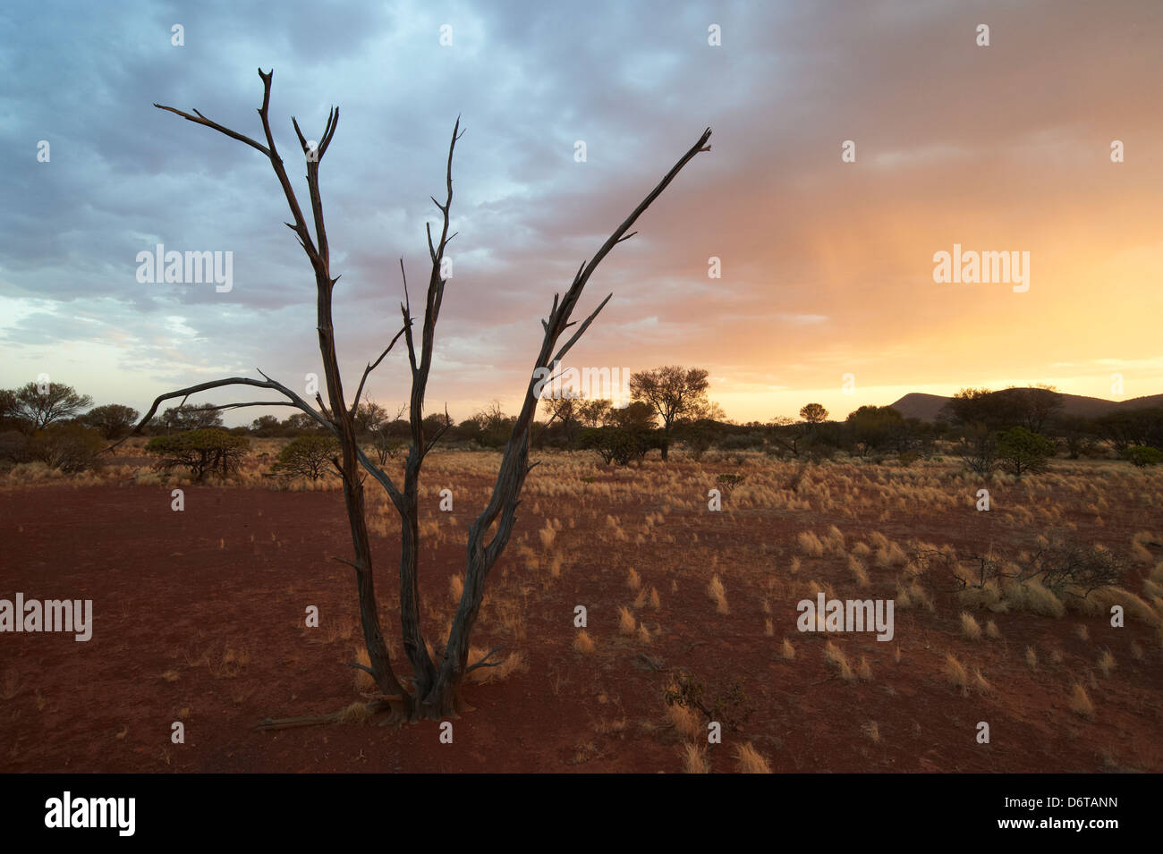 Dead tree in the West Australian desert near the Mount Augustus ...