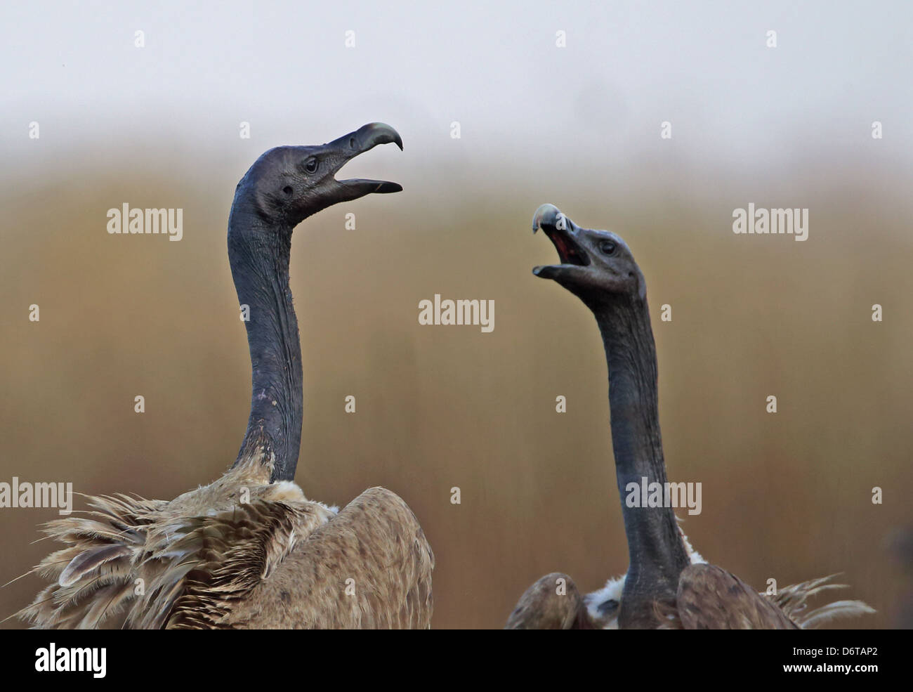 Slender-billed Vulture Gyps tenuirostris two adults close-up heads ...