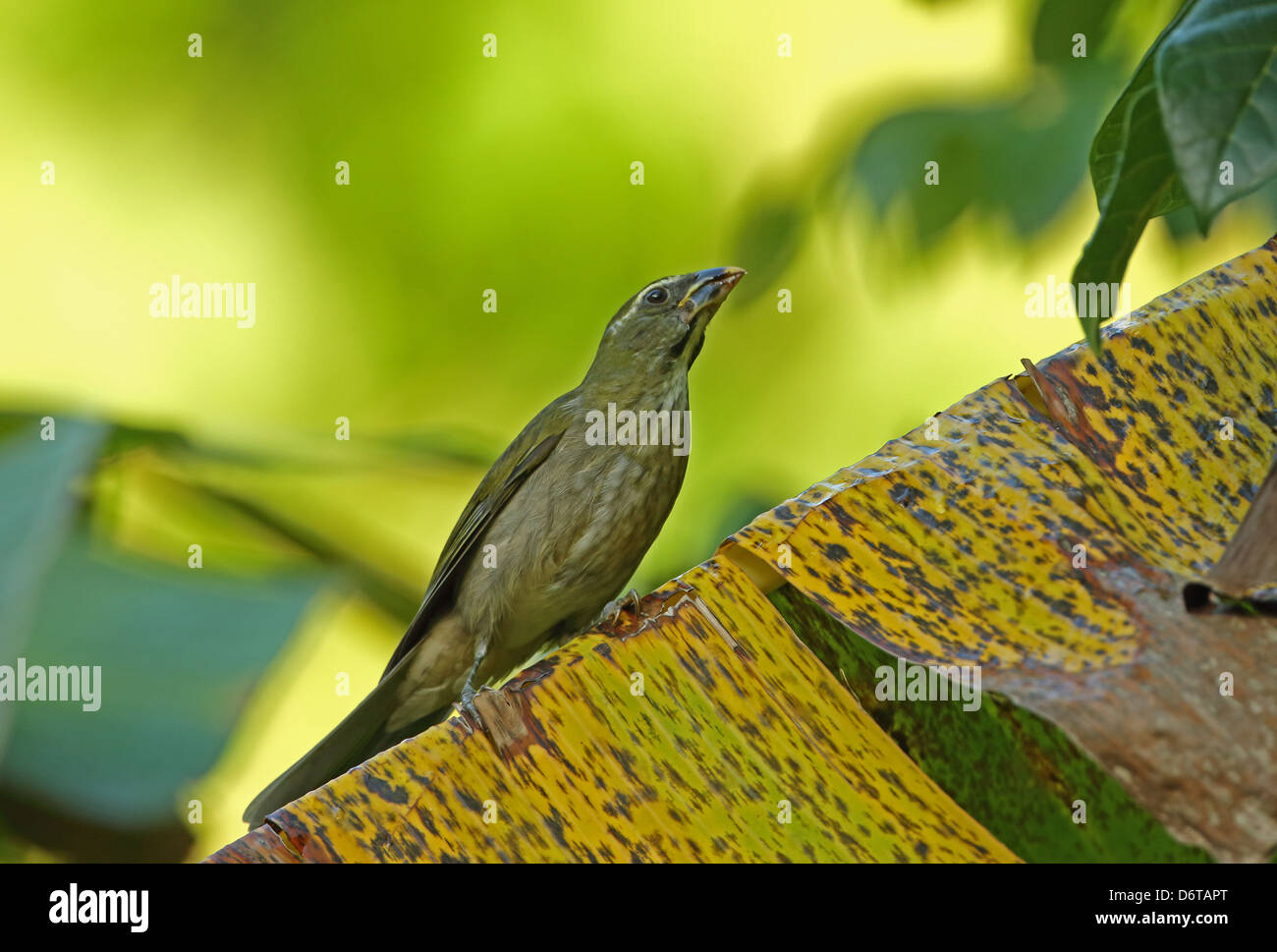 Lesser Antillean Saltator Saltator albicollis albicollis adult perched ...