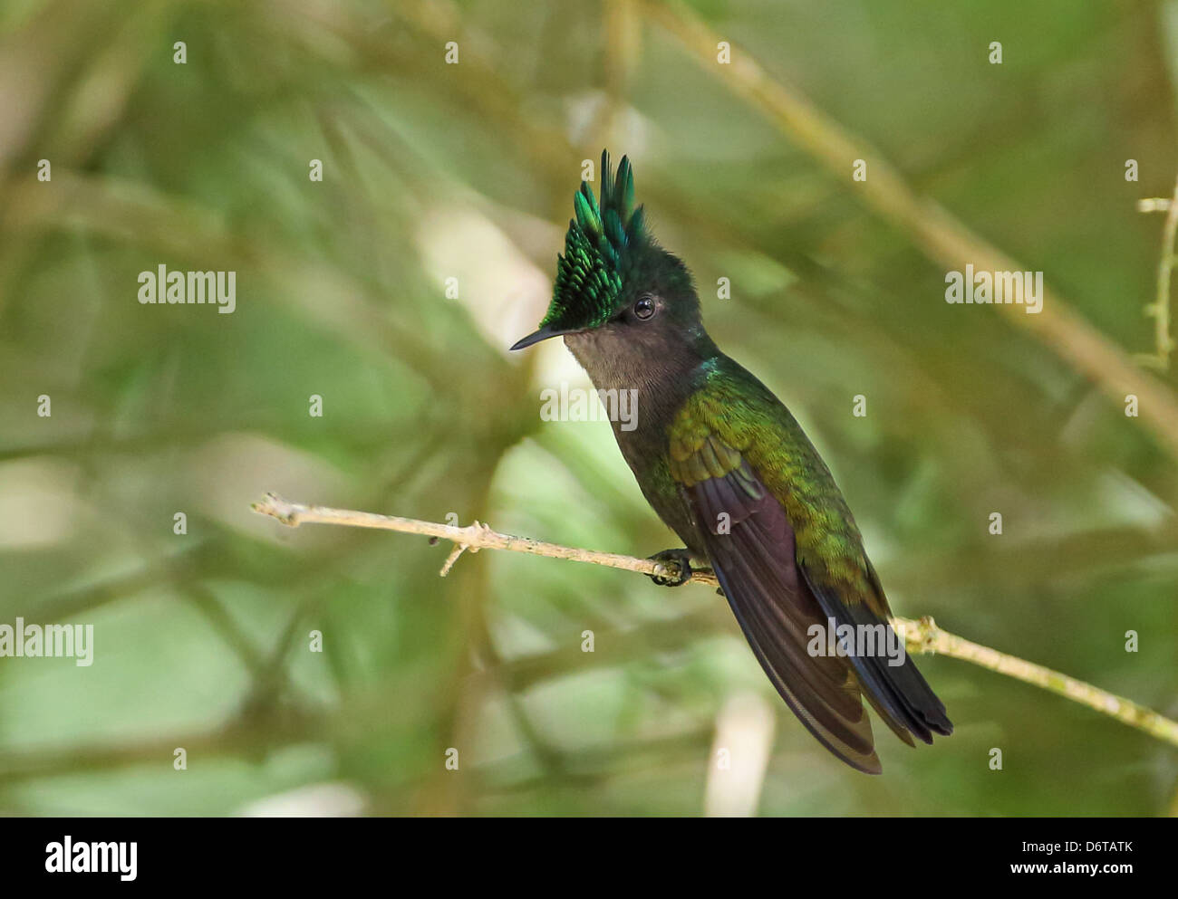 Antillean Crested Hummingbird Orthorhyncus cristatus exilis adult male ...