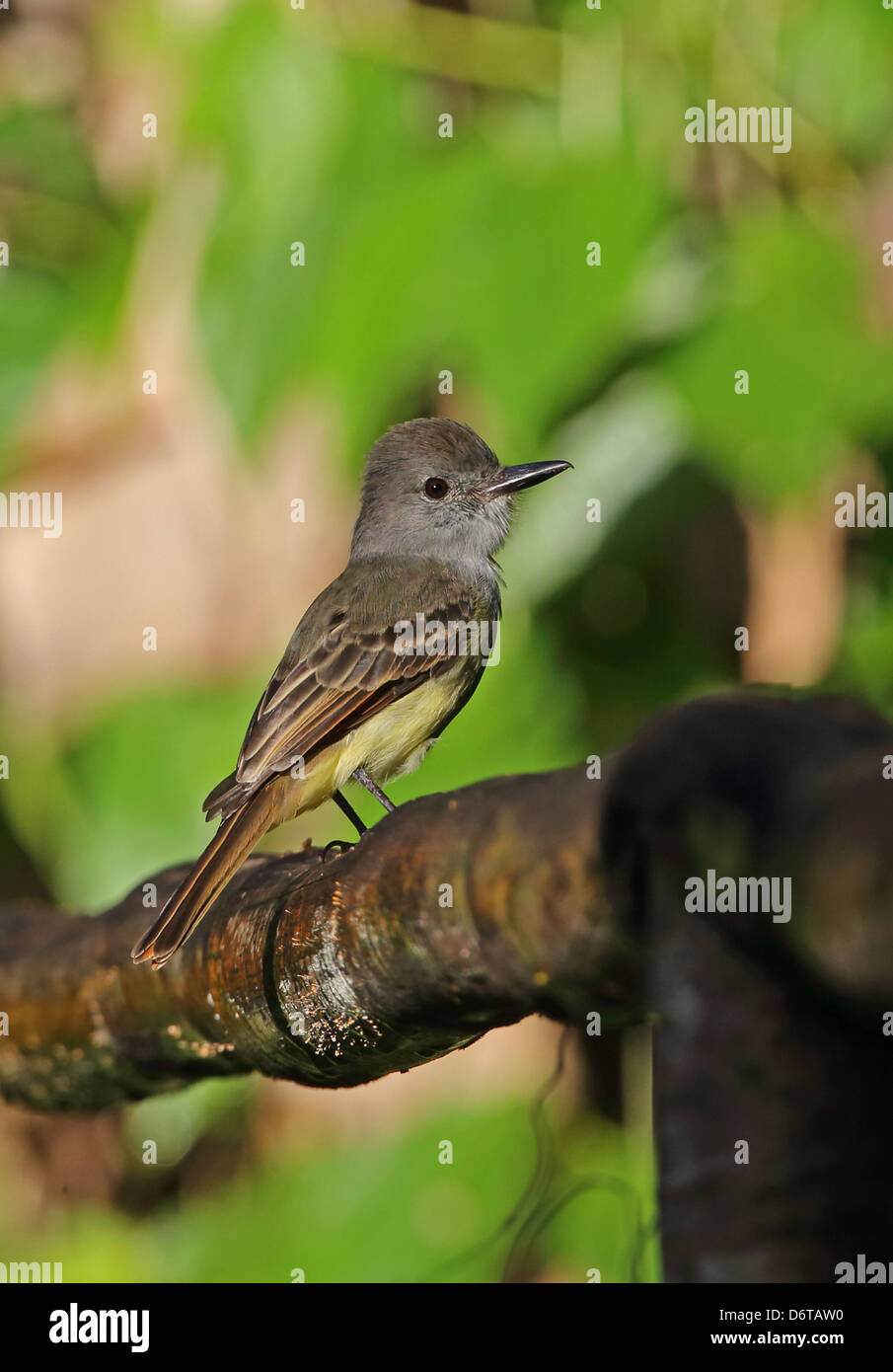 Lesser Antillean Flycatcher Myiarchus oberi sanctaeluciae adult perched ...
