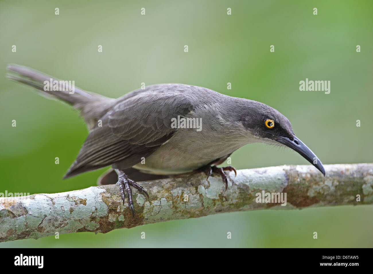 St lucia antilles birds hi-res stock photography and images - Alamy