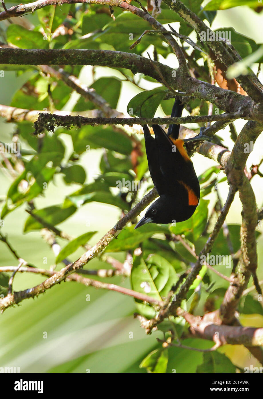 Saint Lucia Oriole Icterus laudabilis adult male hanging from branch ...