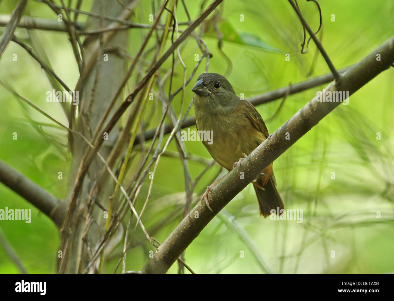 Indian finches hi-res stock photography and images - Alamy