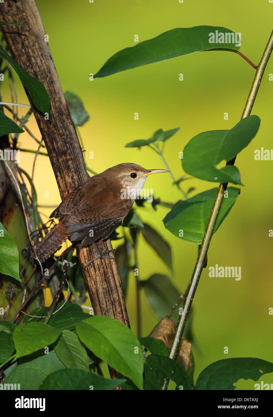 Tropical house wren hi-res stock photography and images - Alamy