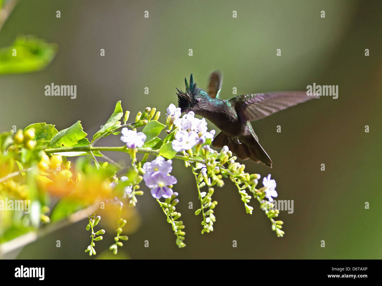 Antillean Crested Hummingbird Orthorhyncus cristatus exilis adult male ...