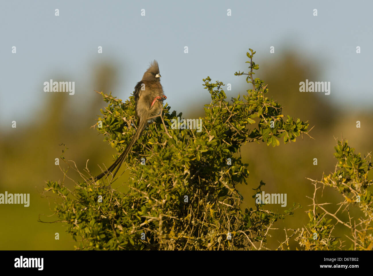 African mousebirds hi-res stock photography and images - Alamy