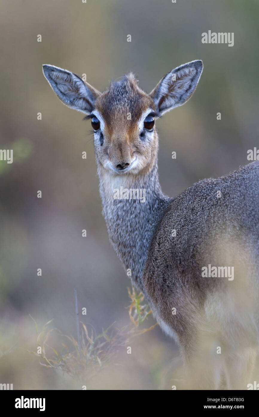 Kirk's Dik-dik (Madoqua kirkii) adult female, close-up of head and shoulders, Serengeti N.P ...