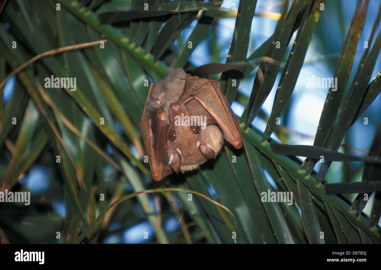 Peter's Epauletted Fruit Bat (Epomophorus crypturus) Botswana Stock ...