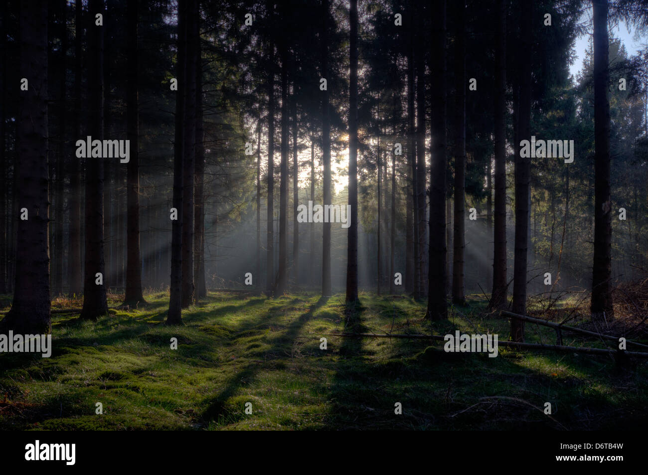 Early morning in the forest hi-res stock photography and images - Alamy