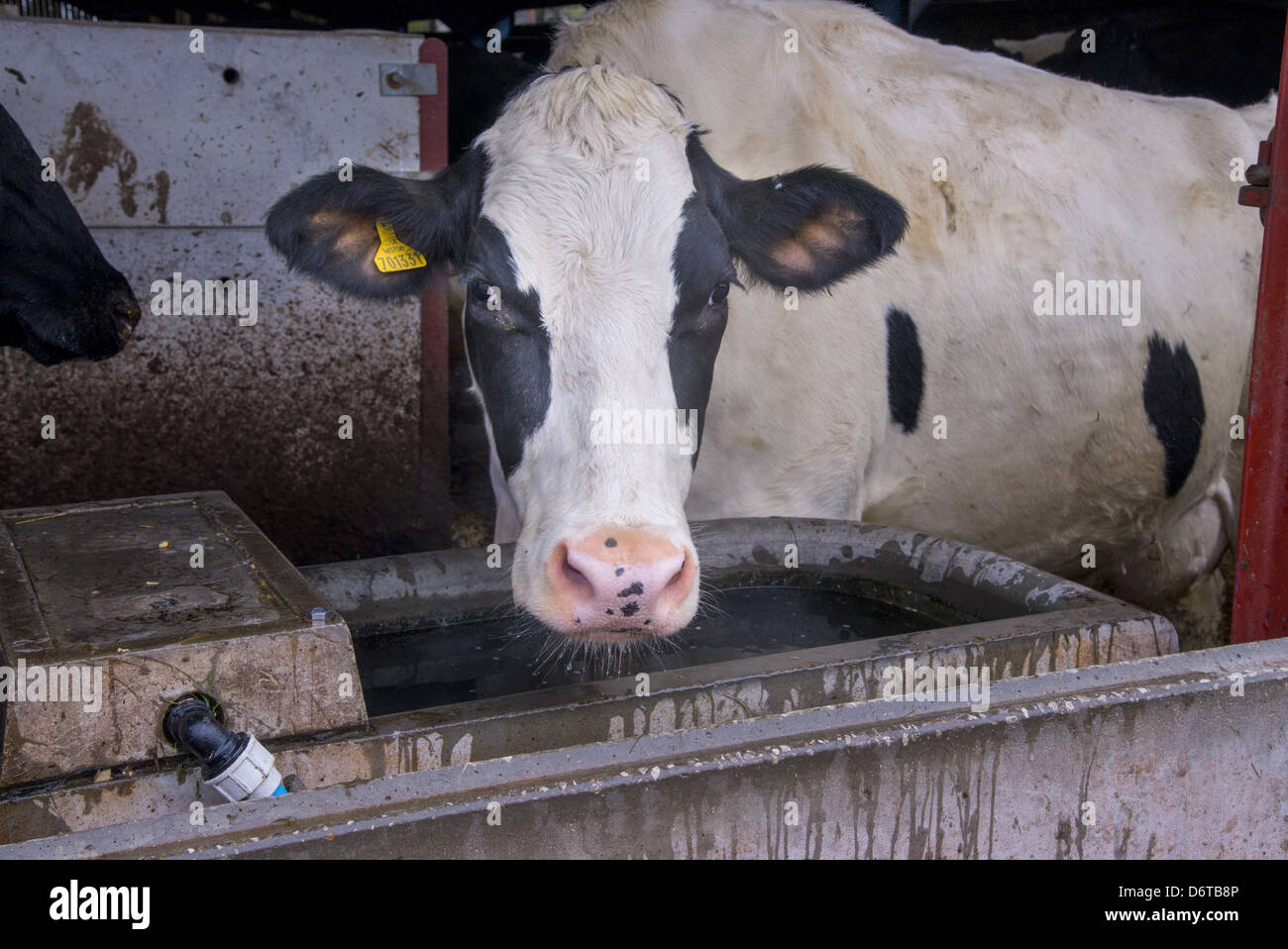 Round Concrete Cattle Water Trough Official Sale | www.pinnaxis.com