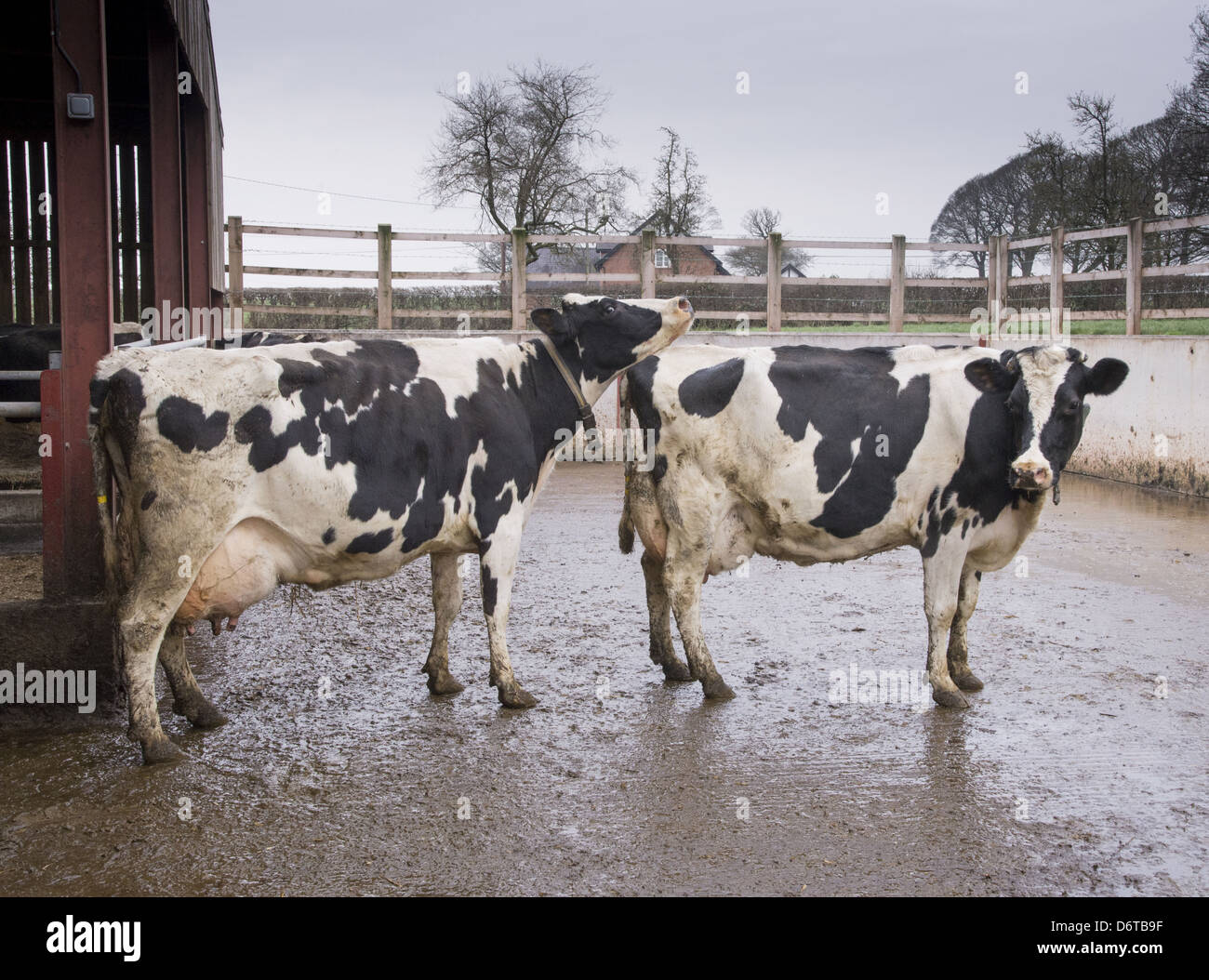 Domestic Cattle, Holstein dairy cows, showing signs of being on heat ...