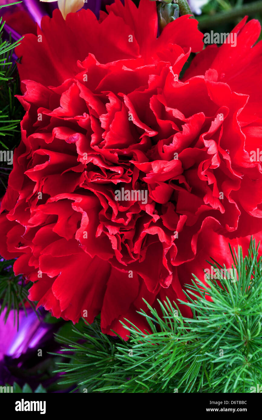 fresh red dianthus flower head close up Stock Photo - Alamy