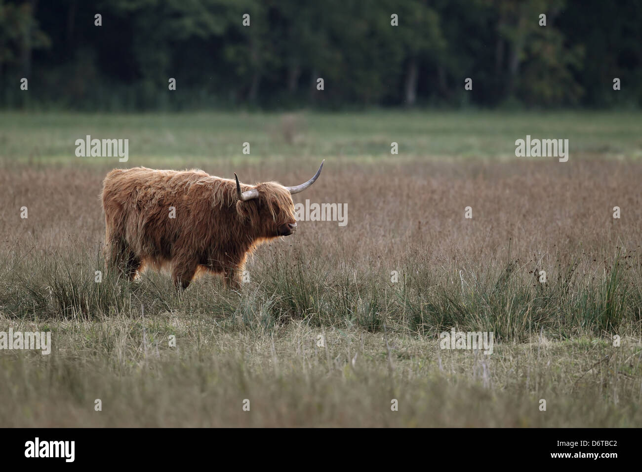 Domestic Cattle Highland cow used for conservation grazing management ...