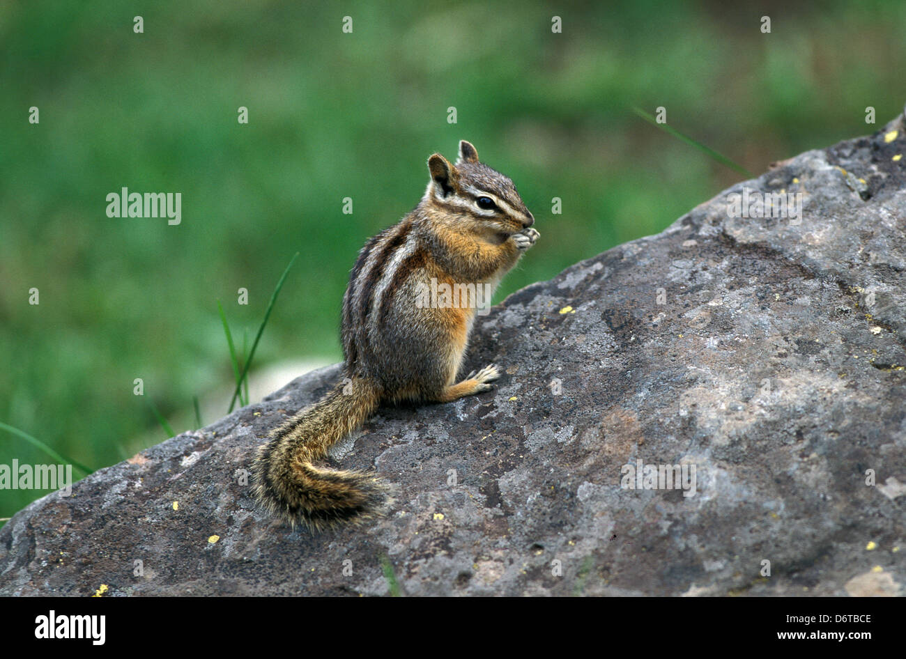 Least Chipmunk